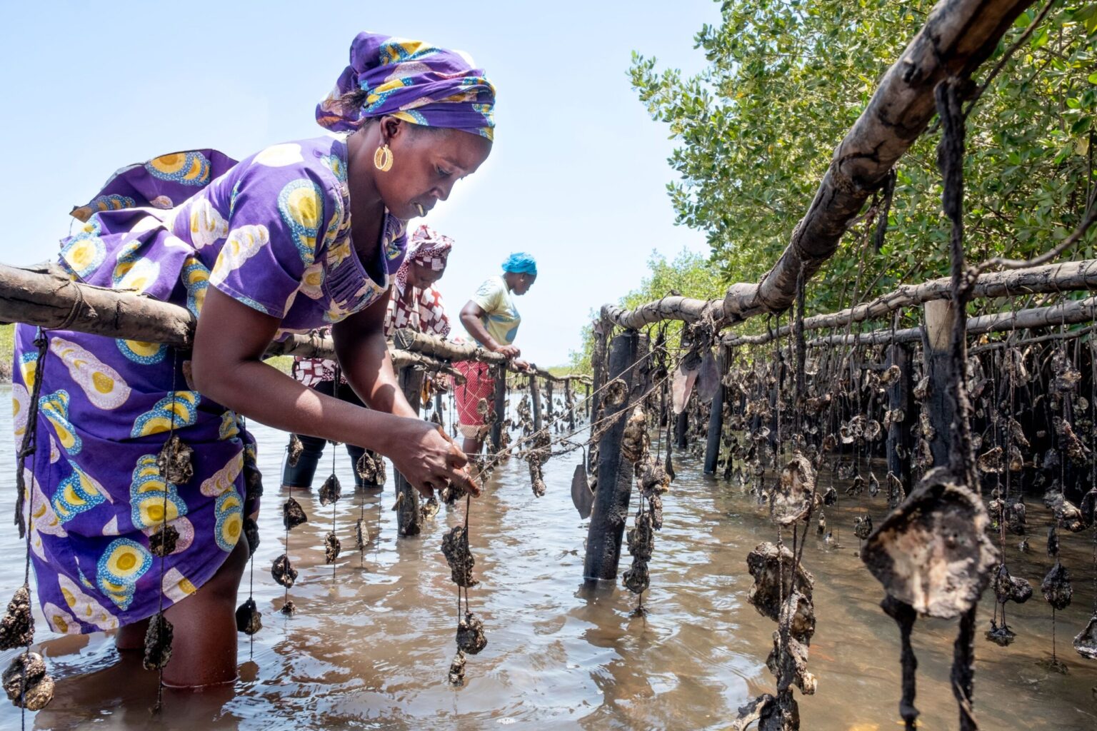 Rooted resilience: Upscaling mangrove conservation in Casamance ...